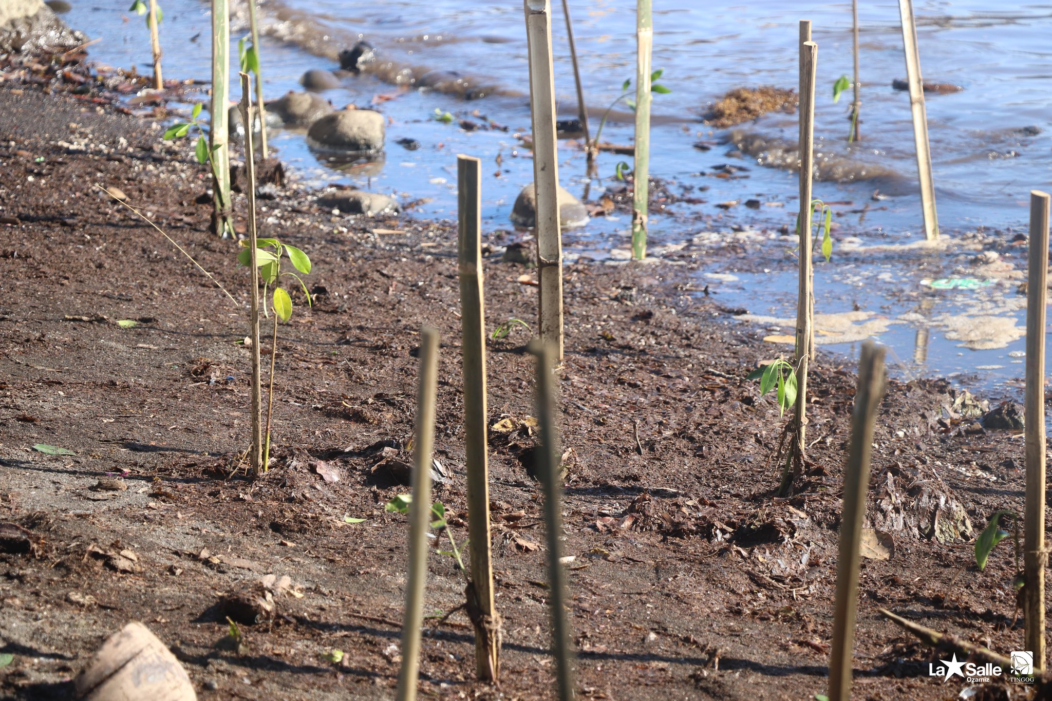 Mangrove Planting of Grade 12 Students conducted in Clarin, Mis. Occ ...